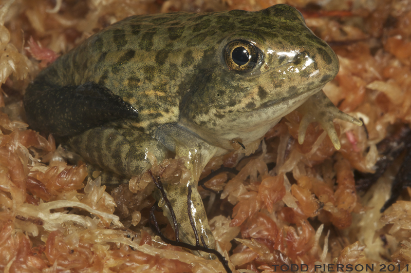 Gopher Frog (Amphibians of Alabama) · iNaturalist