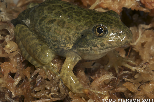 Gopher Frog (Amphibians of Alabama) · iNaturalist