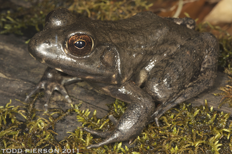 River Frog (Amphibians of Alabama) · iNaturalist