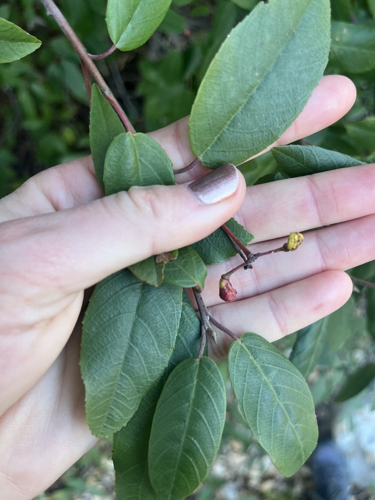 Winged and Once-winged Insects from Santa Barbara Botanic Garden, Santa ...