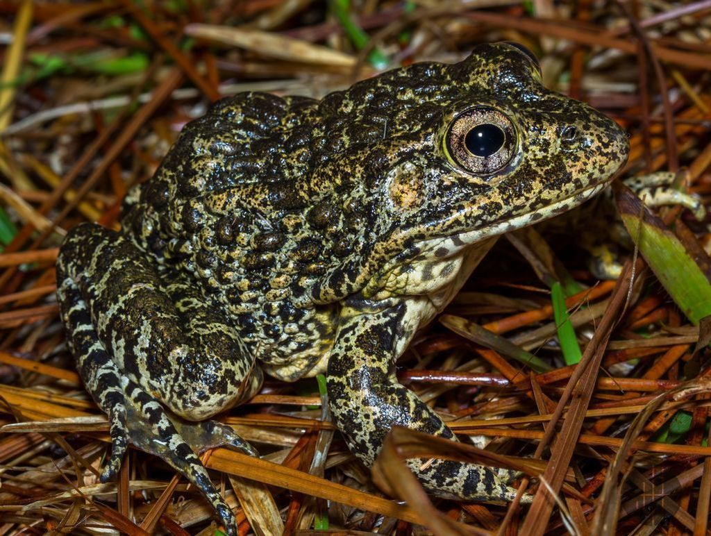 Dusky Gopher Frog Amphibians Of Alabama · Inaturalist
