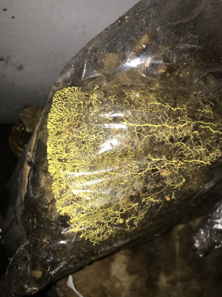 Physaraceae from San Juan, Rosario, Santa Fe, AR on March 14, 2024 at ...