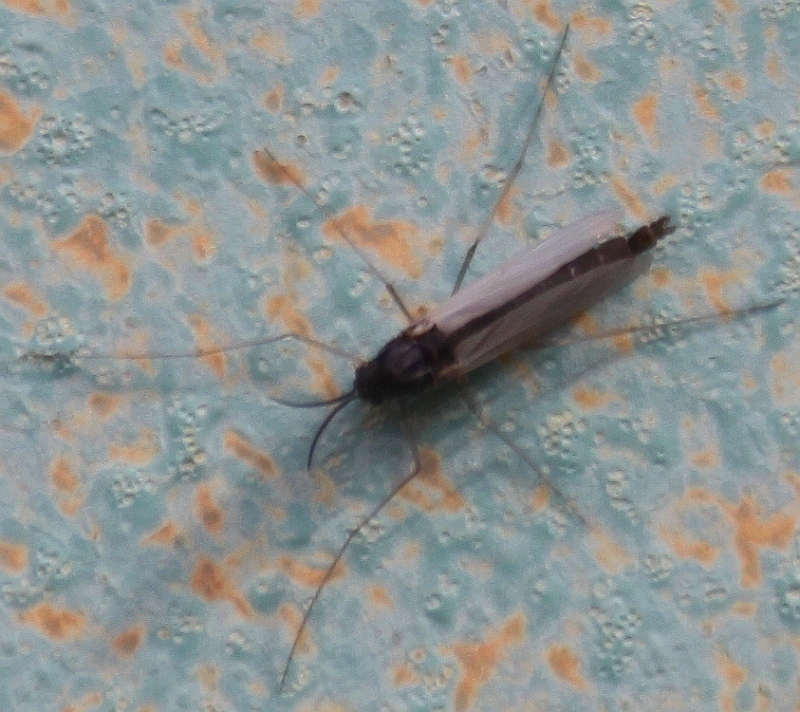 Winter Midges from Tweed, ON, Canada on March 14, 2024 at 12:26 PM by ...