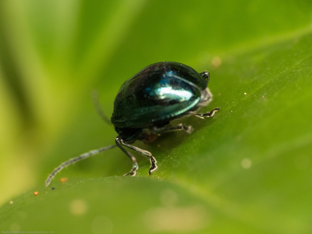 Leaf Beetles from Cd Bolívar, Antioquia, Colombia on December 17, 2017 ...