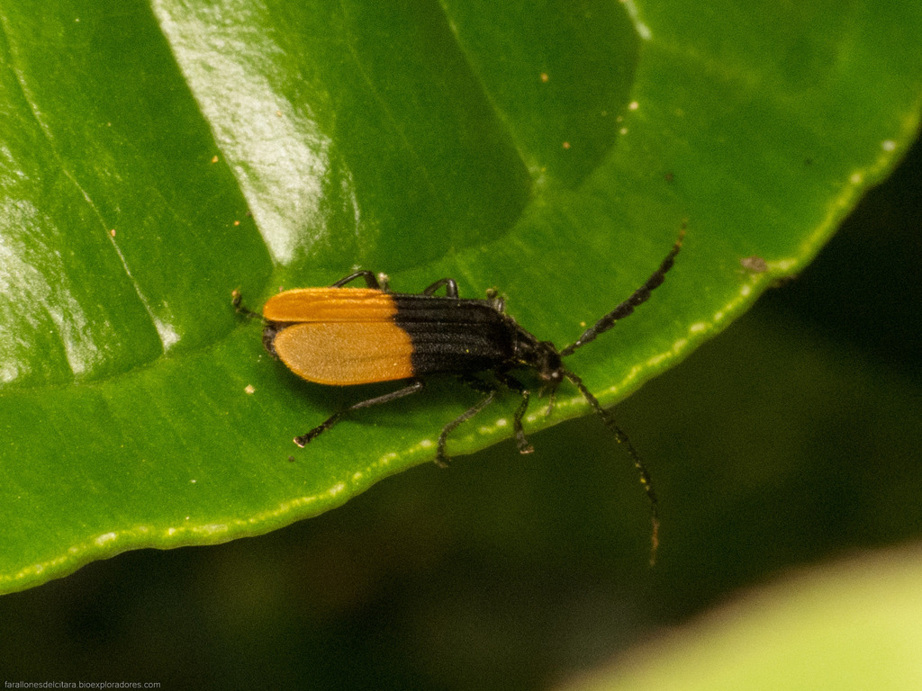 Net-winged Beetles from Cd Bolívar, Antioquia, Colombia on December 17 ...