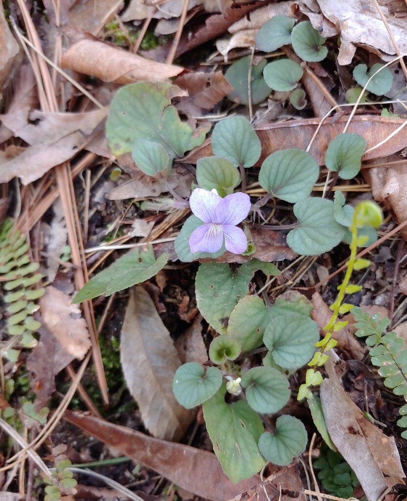 Prostrate blue violet from Dekalb County, GA, USA on March 14, 2024 at ...