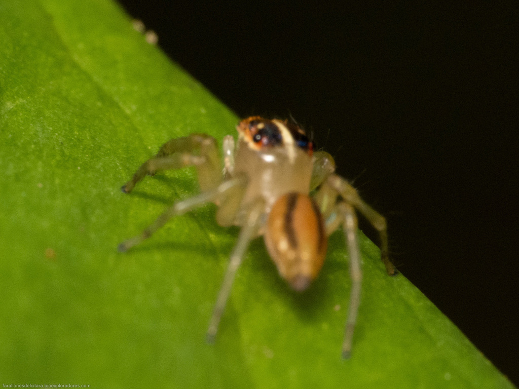 Jumping Spiders from Cd Bolívar, Antioquia, Colombia on December 17 ...