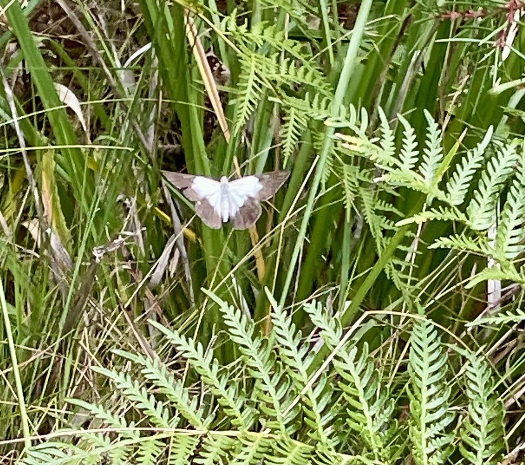 Caper White from Boundary Tk E, Frankston South, VIC, AU on March 14 ...