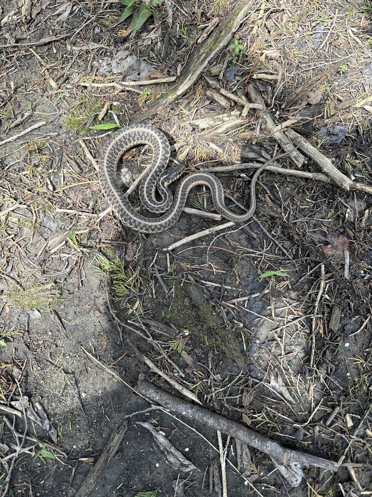 Common Garter Snake from N Washington St, Livingston, AL, US on March ...