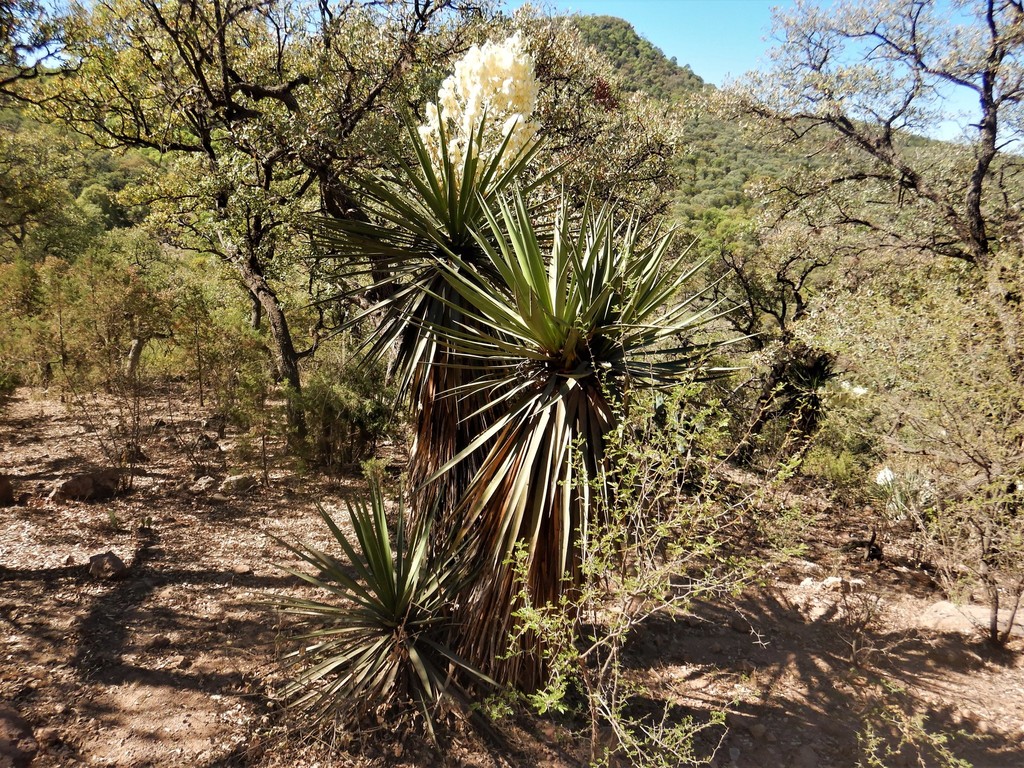 mountain yucca from Sahuaripa, Son., México on April 24, 2019 at 10:29 ...