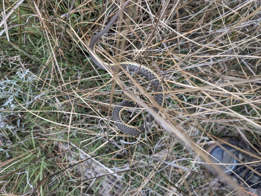 Two-striped Garter Snake in March 2024 by Eliot Dowens · iNaturalist