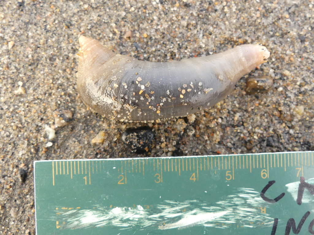 Cactus worm from Côte-Nord, QC, Canada on January 20, 2024 at 03:29 PM ...