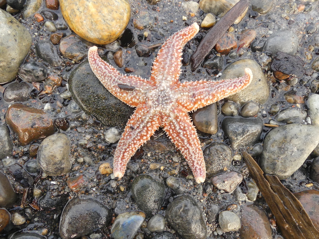 Common Sea Star from Côte-Nord, QC, Canada on January 20, 2024 at 03:32 ...