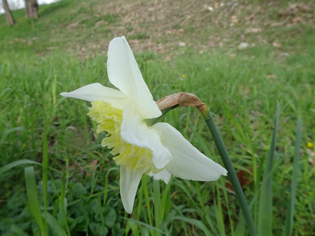 daffodils from Doua, Lyon, France on March 8, 2024 at 11:13 AM by ...
