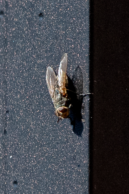 Bot Flies, Blow Flies, and Allies from Grange Hill East, Guelph, ON ...