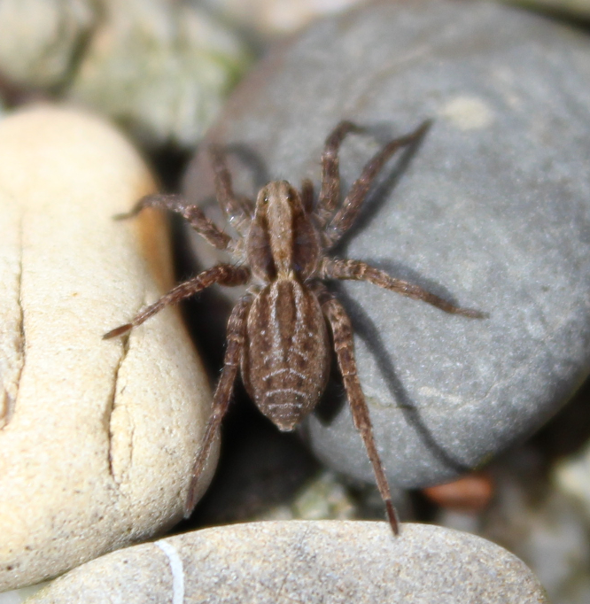 Fox Spiders in March 2024 by MurderSpagurder · iNaturalist
