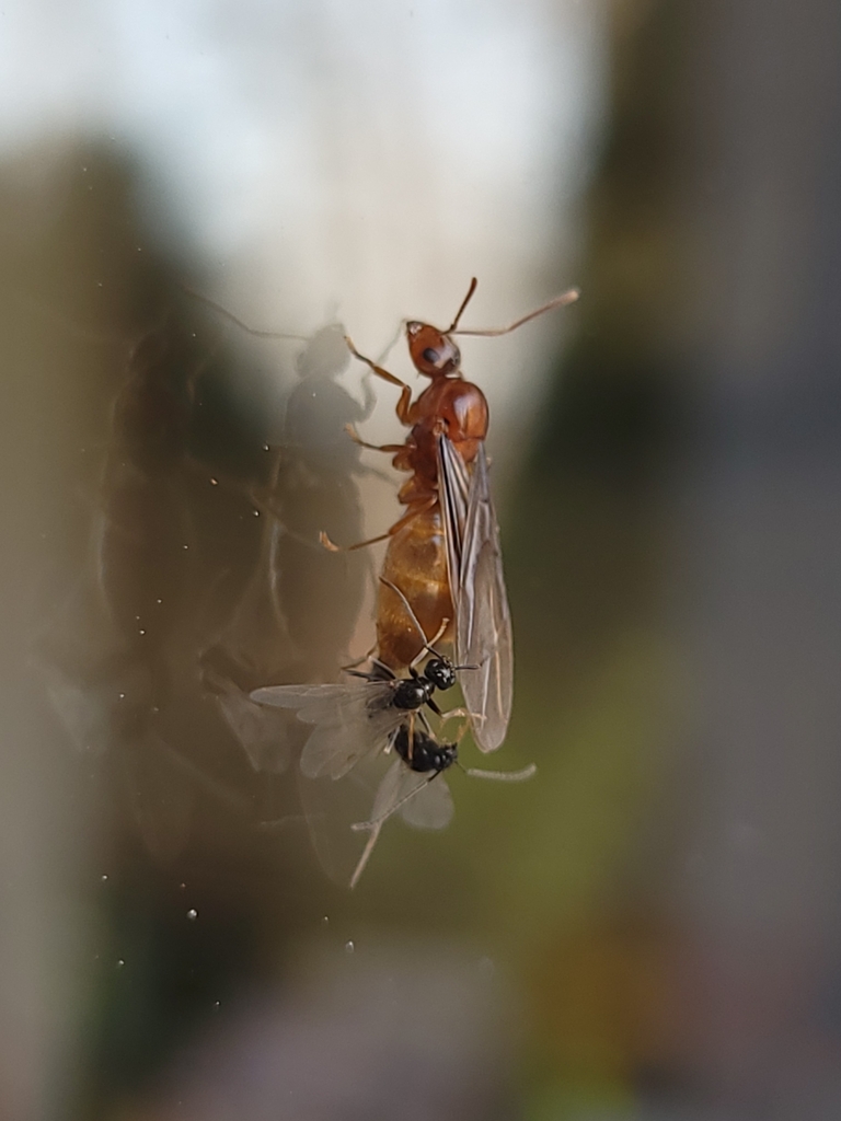 American Winter Ant in March 2024 by jamie · iNaturalist