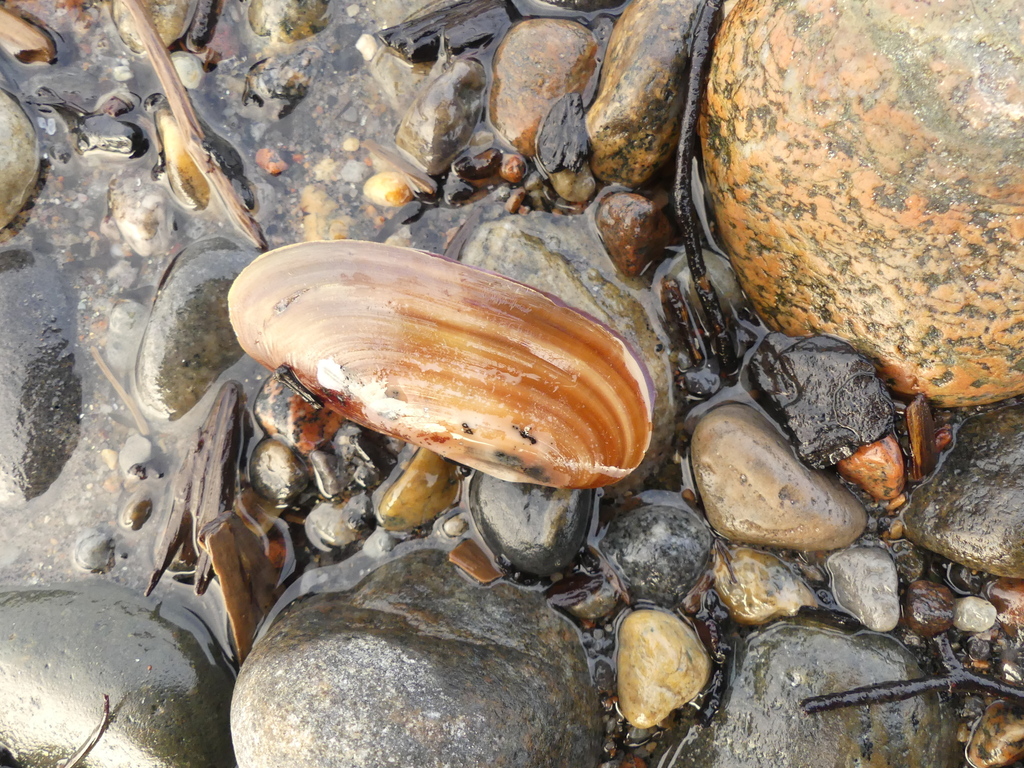 Atlantic Razor from Côte-Nord, QC, Canada on 20 January, 2024 at 03:33 ...