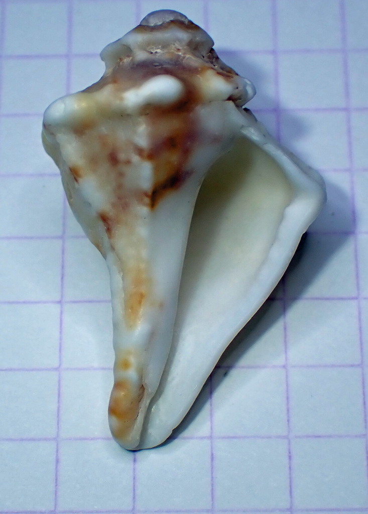 Vitularia salebrosa from Bahía de Loreto, Loreto, MX-BS, MX on February ...