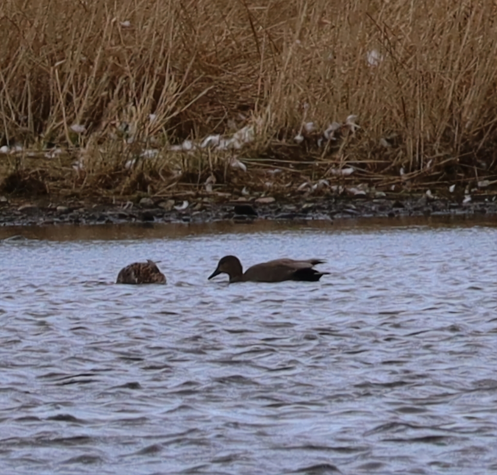 Gadwall from Collieston, Ellon AB41 8RY, UK on March 13, 2024 at 01:32 ...
