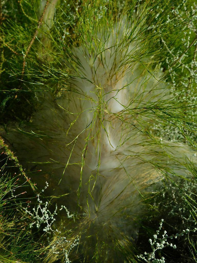 Broom reed from Upper Gobos Greyton, 7233, South Africa on March 14 ...