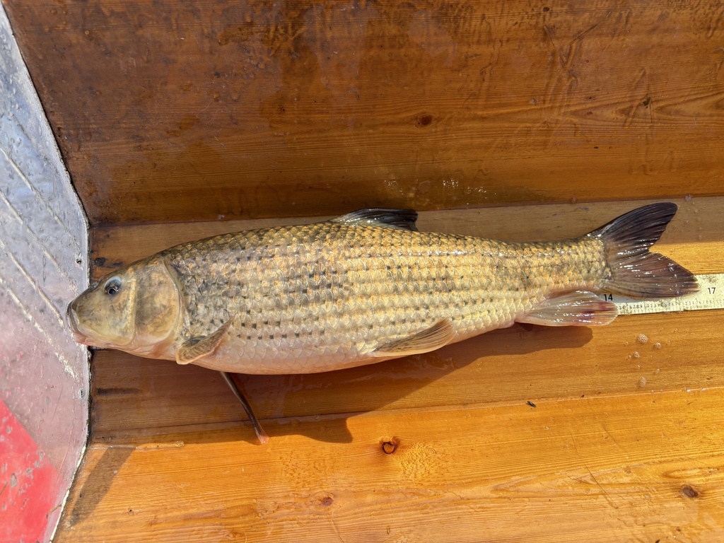 Spotted Sucker from Wisconsin River, Spring Green, WI, US on March 5 ...