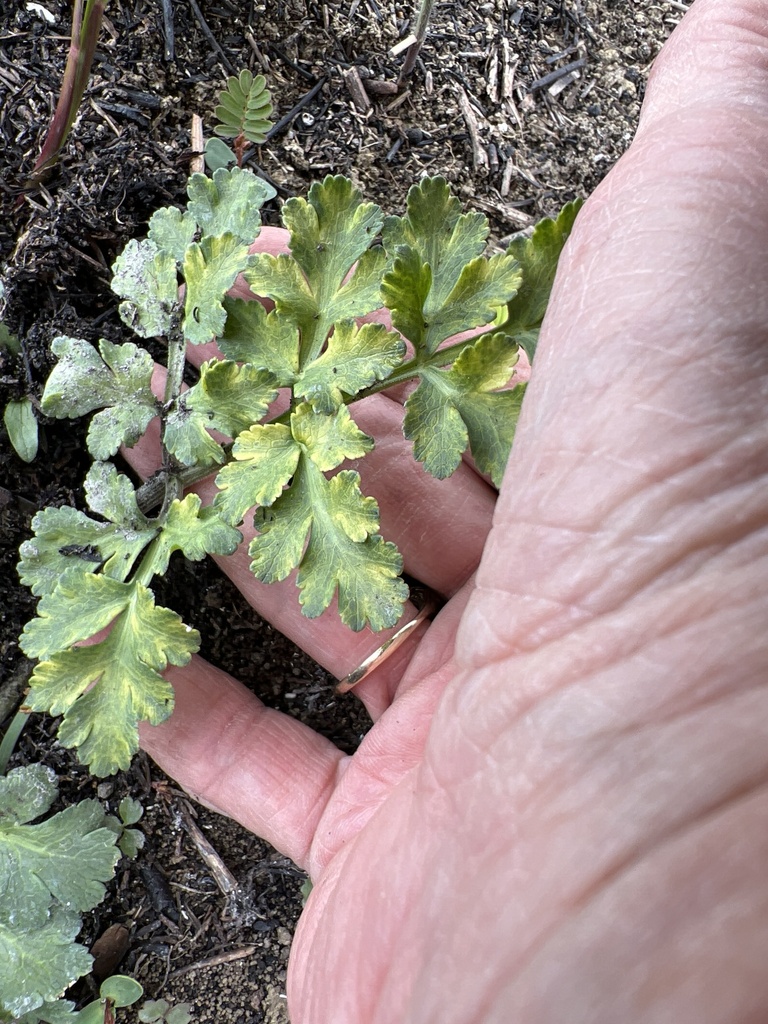 Texas Prairie Parsley from Brockdale Park Rd, Lucas, TX, US on March 14 ...