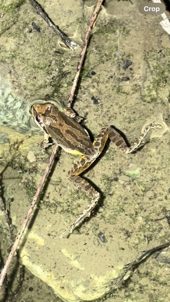 Pacific chorus frog in March 2024 by charligarner · iNaturalist