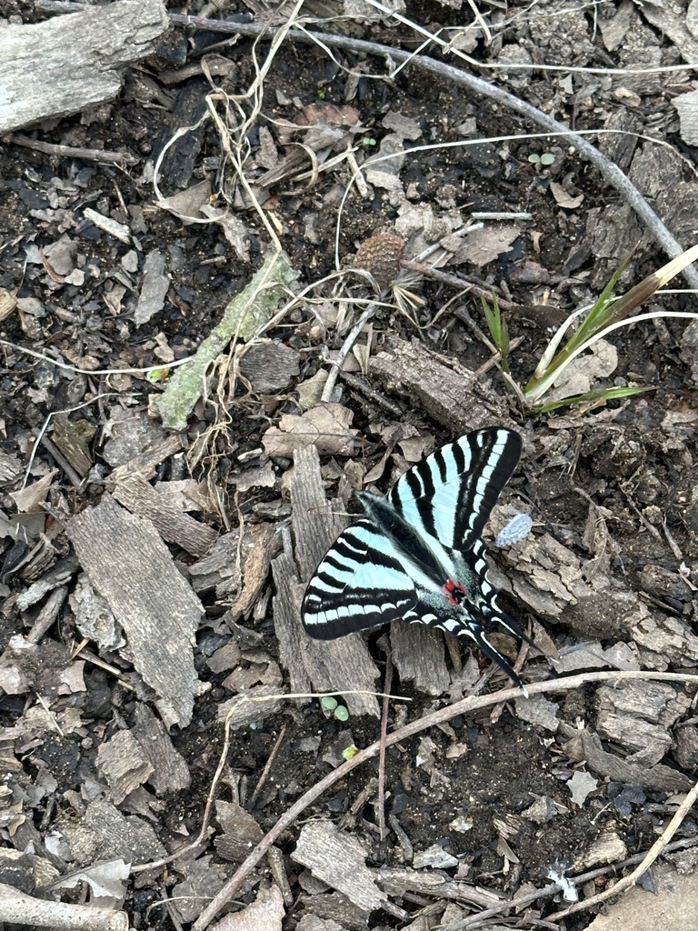 Zebra Swallowtail from Sinking Stream Trail, Rogers, AR, US on March 14 ...