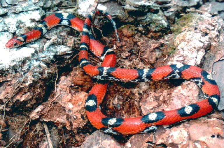 Scarlet Snake (Reptiles of Alabama) · iNaturalist