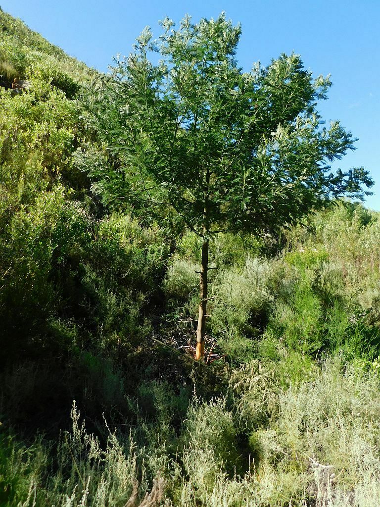 black wattle from Upper Gobos Greyton, 7233, South Africa on March 14 ...