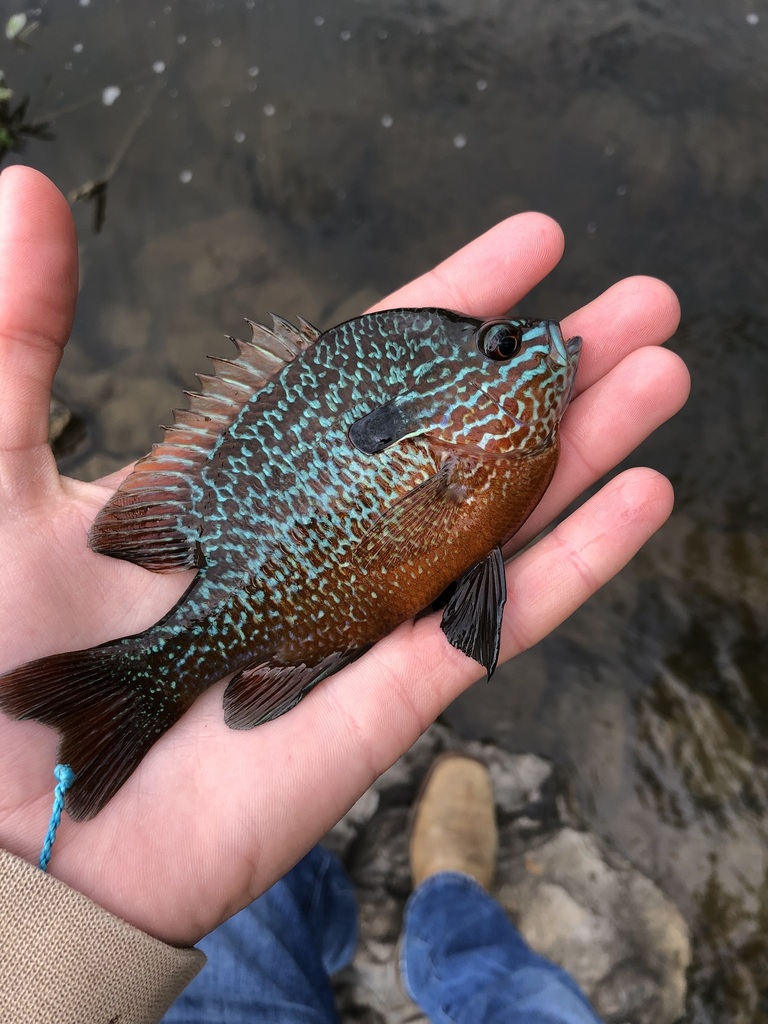Longear Sunfish from Johnson County, IL, USA on May 29, 2021 at 05:04 ...