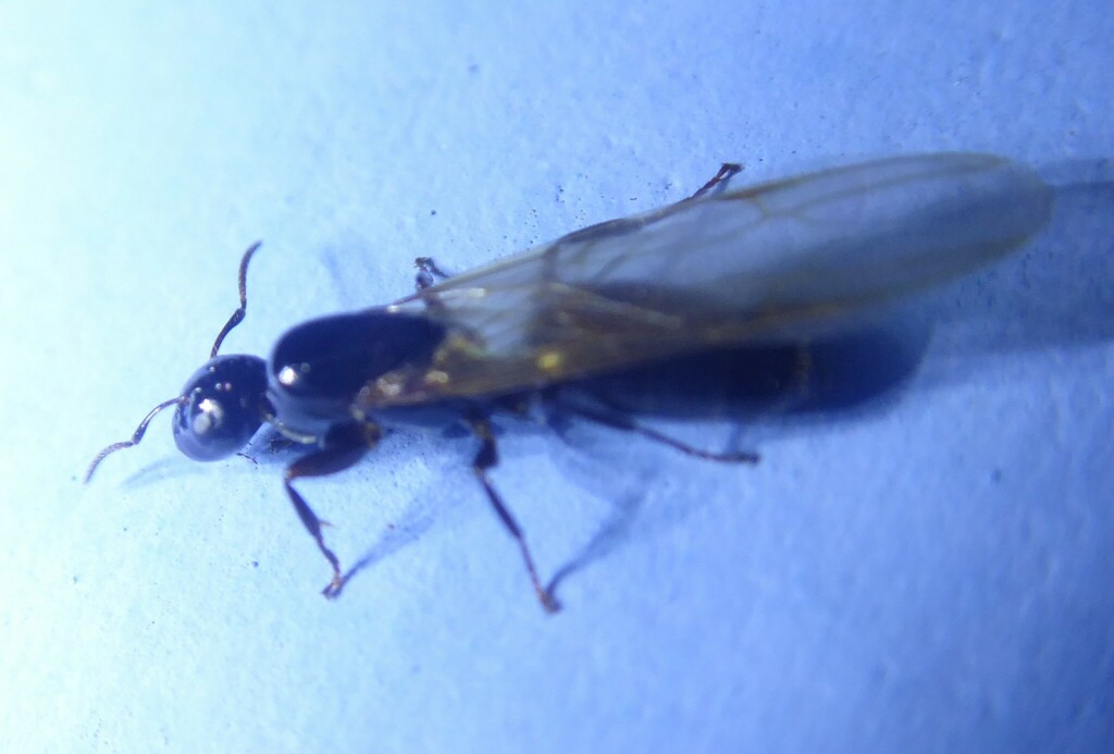 Gate-keeper Ants from Đăk Hà, Tu Mơ Rông, Kon Tum, Vietnam on February ...