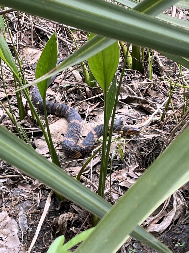 Broad-banded Watersnake from Memorial Park Conservancy, Houston, TX, US ...