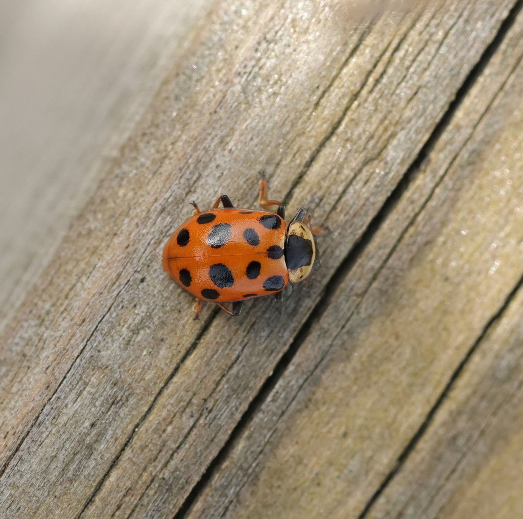 Thirteen-spotted Lady Beetle from Oudalle, France on March 14, 2024 at ...