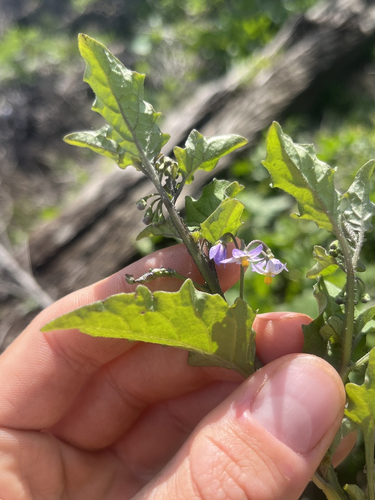 10 Benefits Of Having An American Black Nightshade
