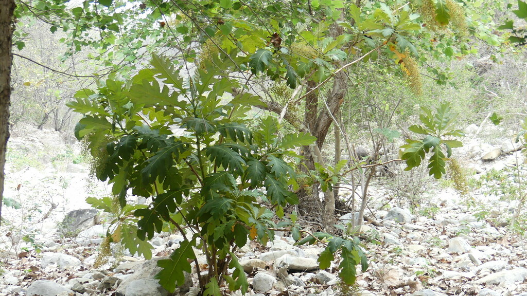Parrotweed from Llera, Tamps., México on March 7, 2024 at 11:23 AM by ...