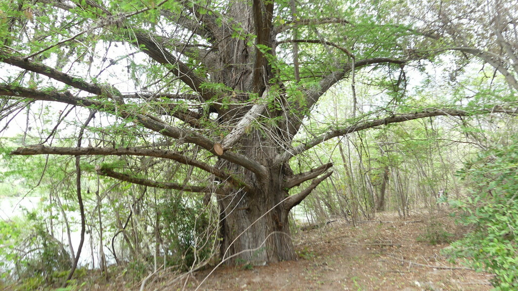 Montezuma cypress from Llera, Tamps., México on March 7, 2024 at 11:18 ...