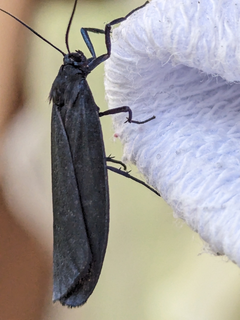 Gardinia anopla from Priv. M Gutiérrez & Primo Verdad, Jardines de ...