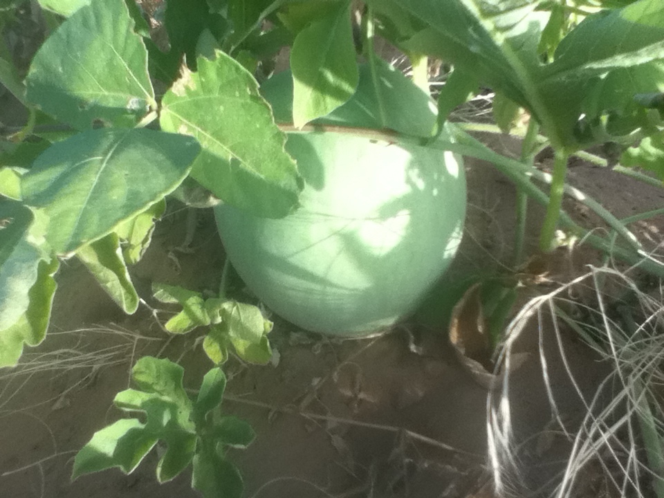 Citrullus mucosospermus from Atar, Mauritania on October 21, 2013 at 05 ...