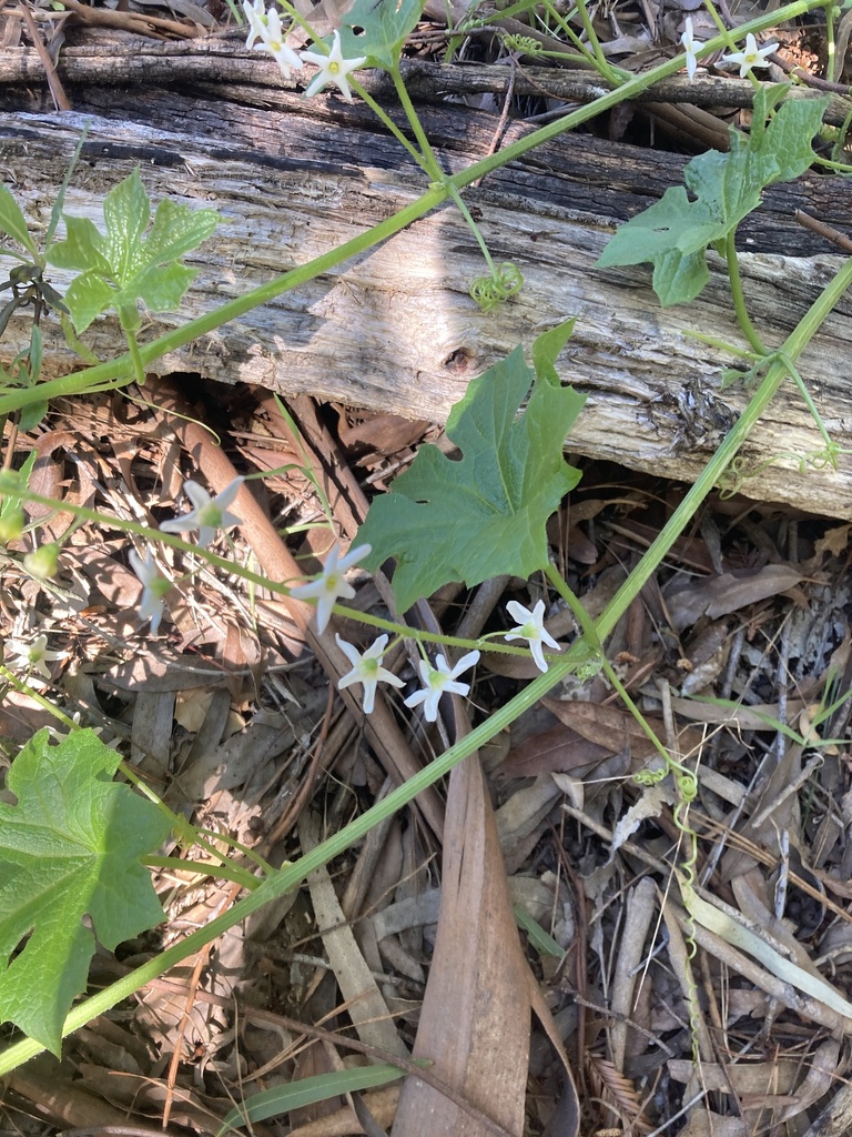 Man-roots from Mott Pl, Oakland, CA, US on March 14, 2024 at 11:25 AM ...