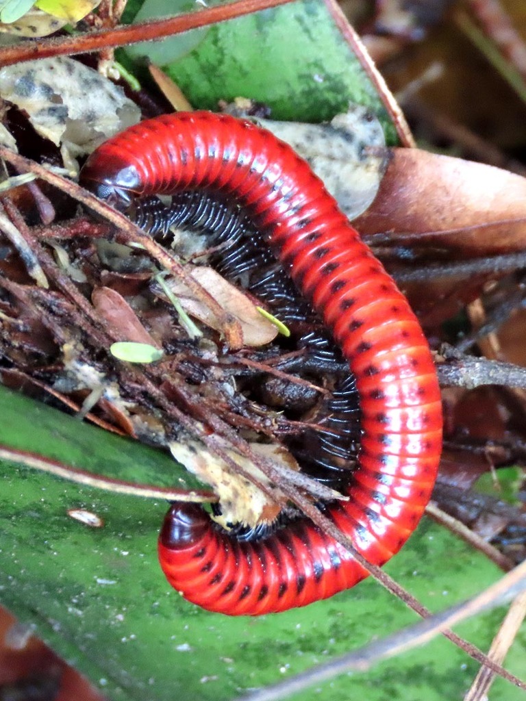 Splendid Red Millipede from Chizavane, Mozambique on March 13, 2024 at ...