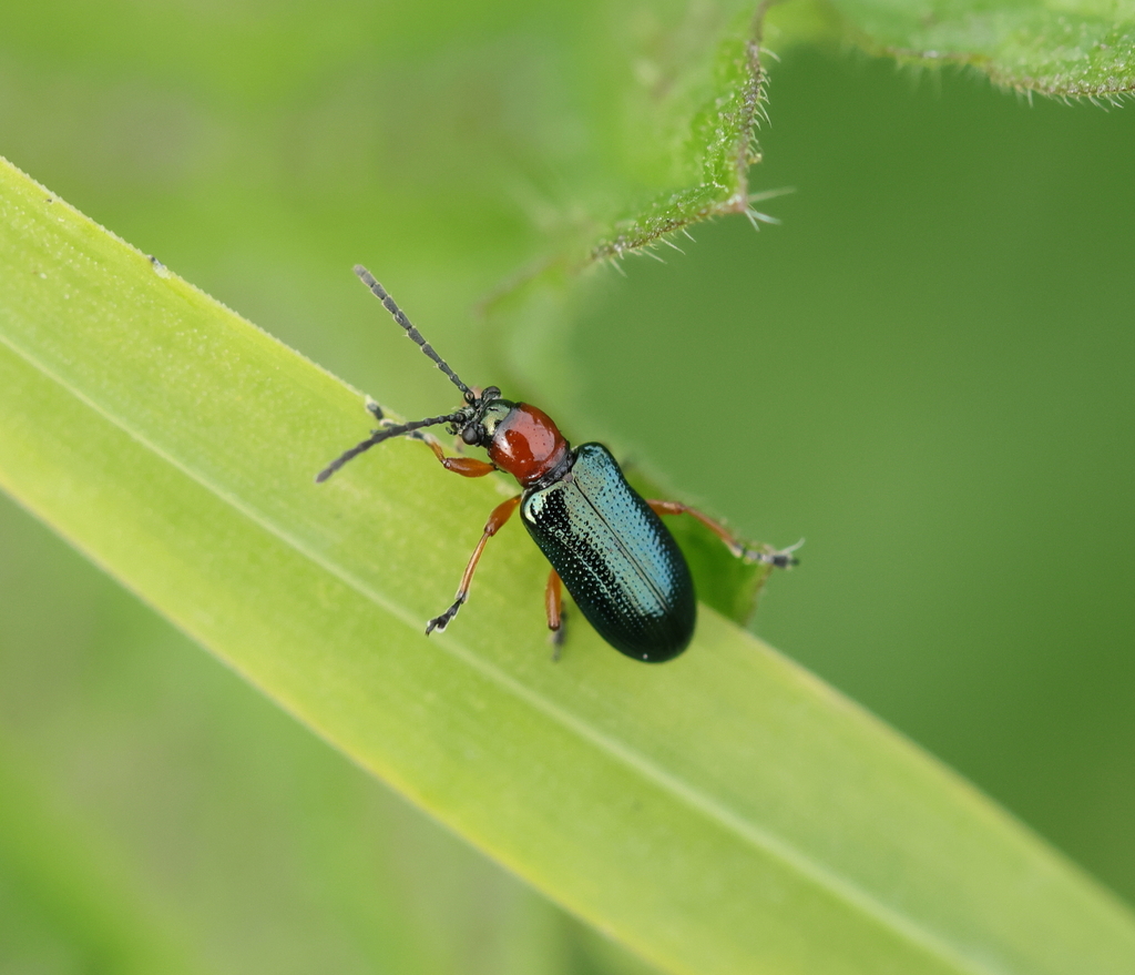 Oulema melanopus from Oudalle, France on March 14, 2024 at 07:35 PM by ...