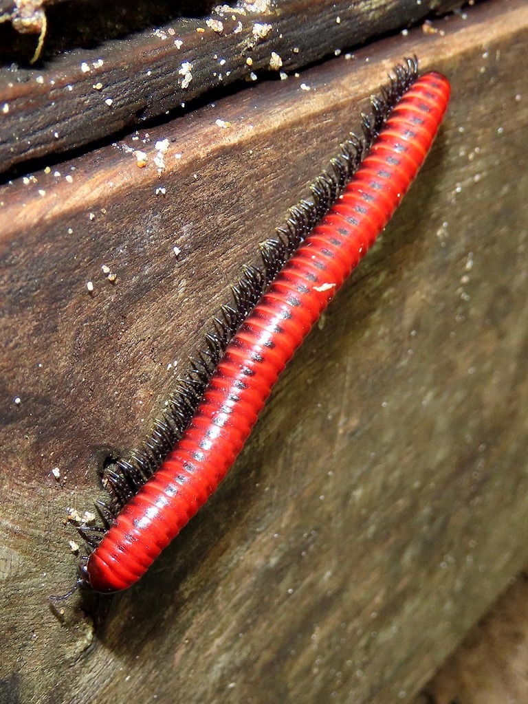 Splendid Red Millipede from Chizavane, Mozambique on March 13, 2024 at ...