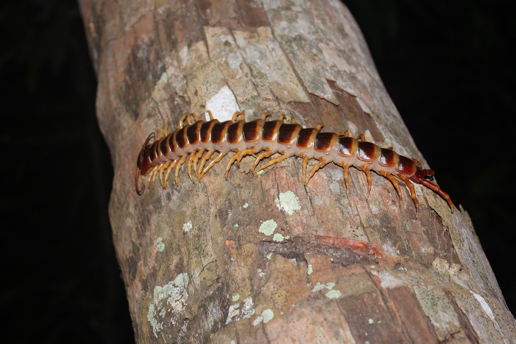 Amazonian Giant Centipede from Tayrona National Natural Park, Santa ...