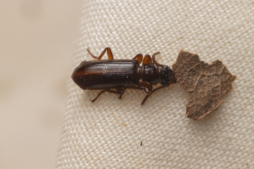 Ozaenini from Provincia de Puntarenas, Golfito, Costa Rica on February ...