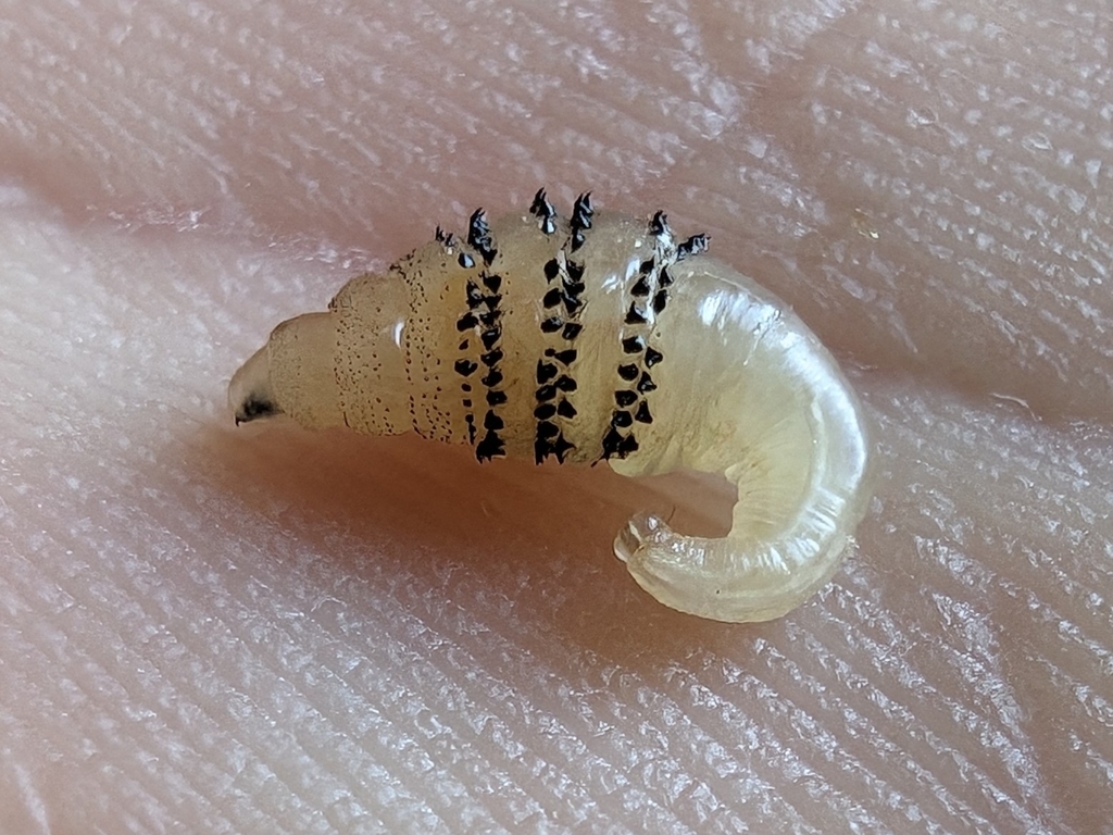 Human Botfly from Leticia, Amazonas, Colombia on March 14, 2024 at 02: ...