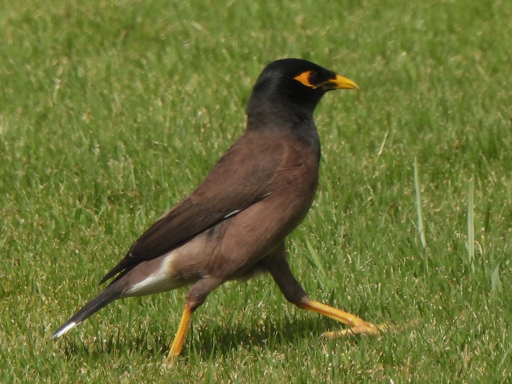 Common Myna from Gharb Al Dhahran, Dhahran Saudi Arabia on March 2 ...