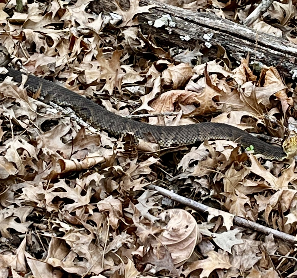 Northern Cottonmouth from Lewisville, TX, US on March 14, 2024 at 11:07 ...