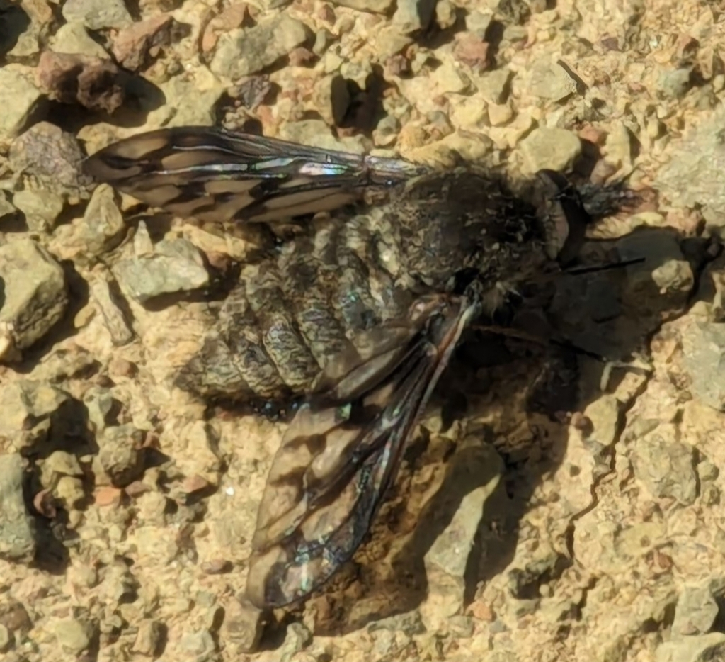 Conophorus from Diablo Grande, CA 95363, USA on March 13, 2024 at 02:00 ...